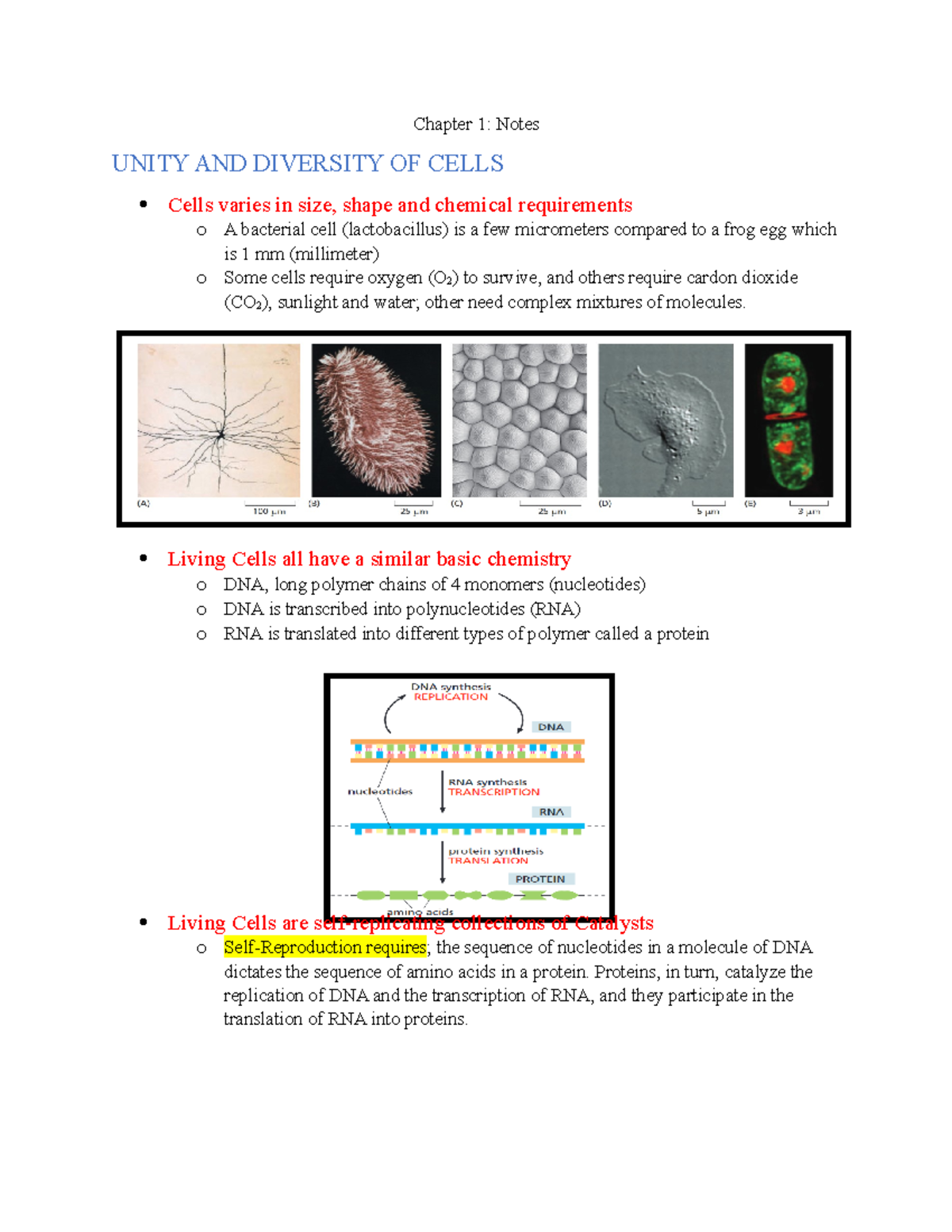 Cell Bio Notes - review - Chapter 1: Notes UNITY AND DIVERSITY OF CELLS ...