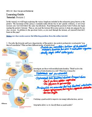 [Solved] how do the daughter cells formed compared to the original ...