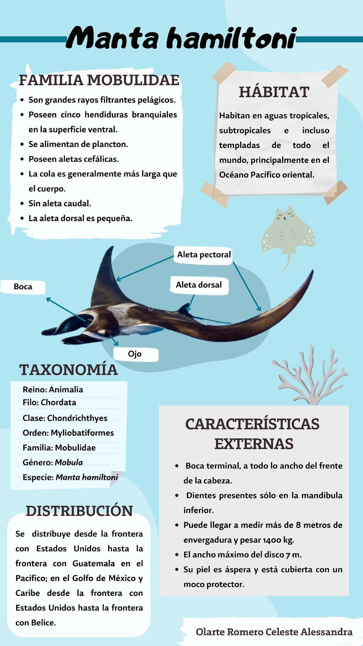 Manta hamiltoni infografia completa - Manta hamiltoni FAMILIA MOBULIDAE ...