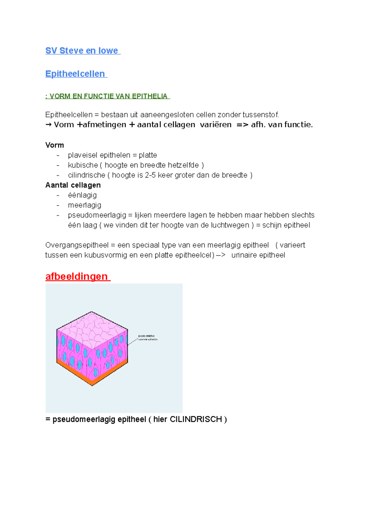 samenvatting epitheelcellen - SV Steve en lowe Epitheelcellen : VORM EN ...