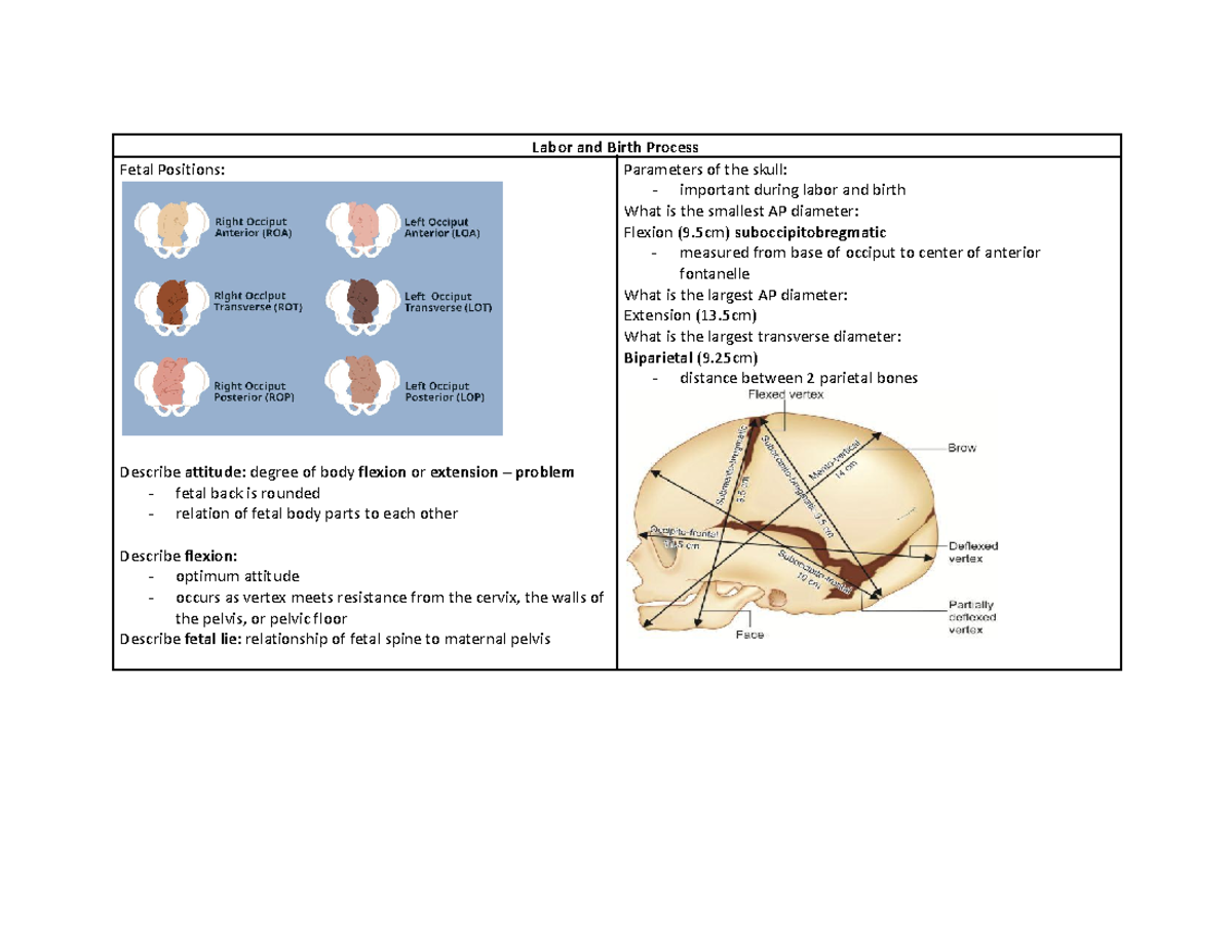 Labor and Birth Process-1 20 2023 - Labor and Birth Process Fetal ...