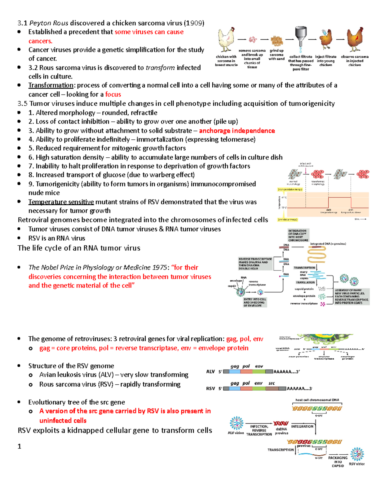4. Tumorgenicity - Lecture notes 4 - 3 Peyton Rous discovered a chicken ...