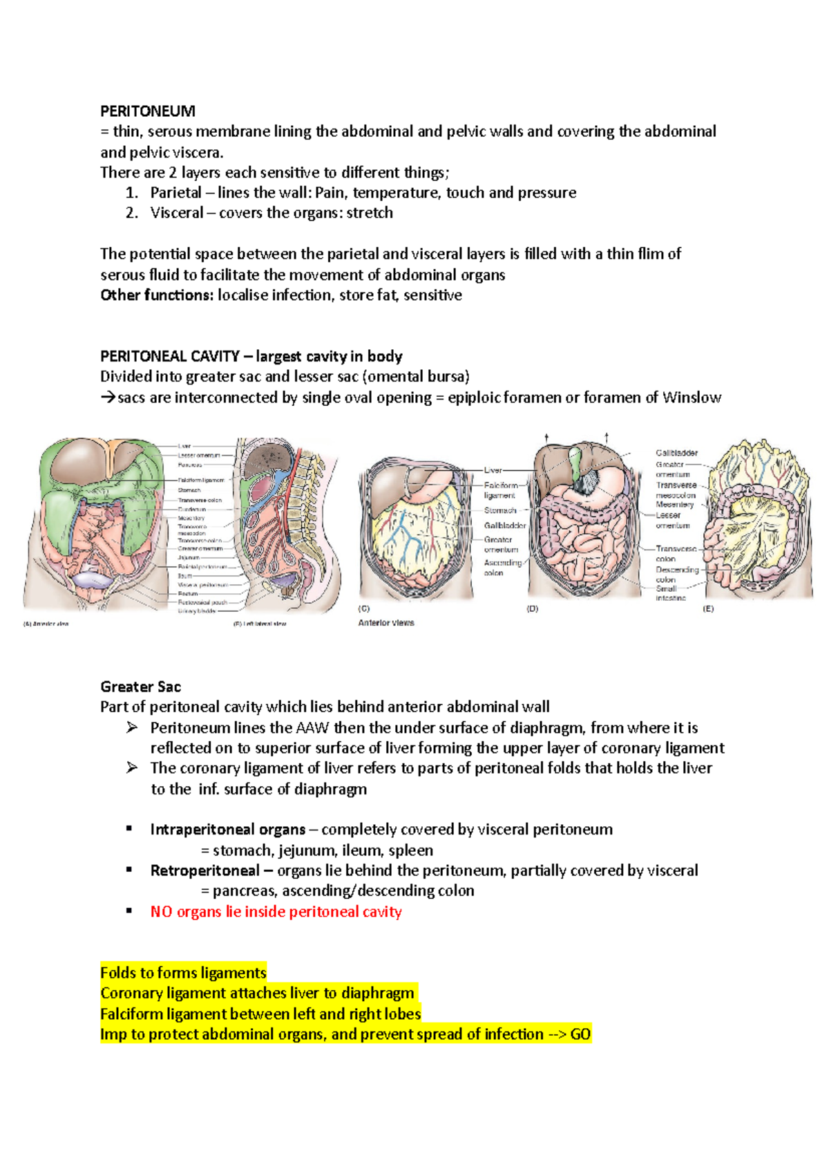 Peritoneum - PERITONEUM = thin, serous membrane lining the abdominal ...