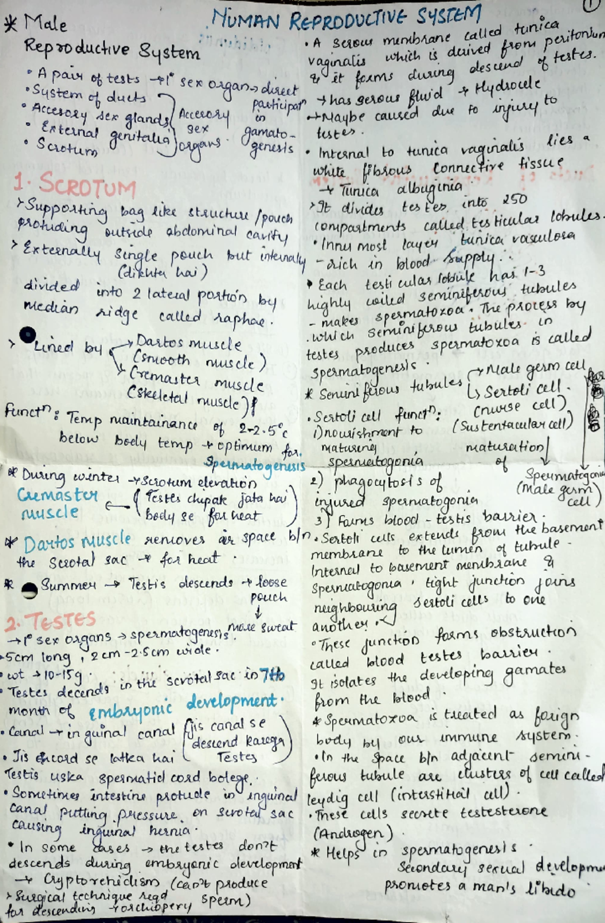 Male Reproductive System Neet 2024 2025 Male Repro Ductve System male-reproductive-system-neet-2024-2025-male-repro-ductve-system