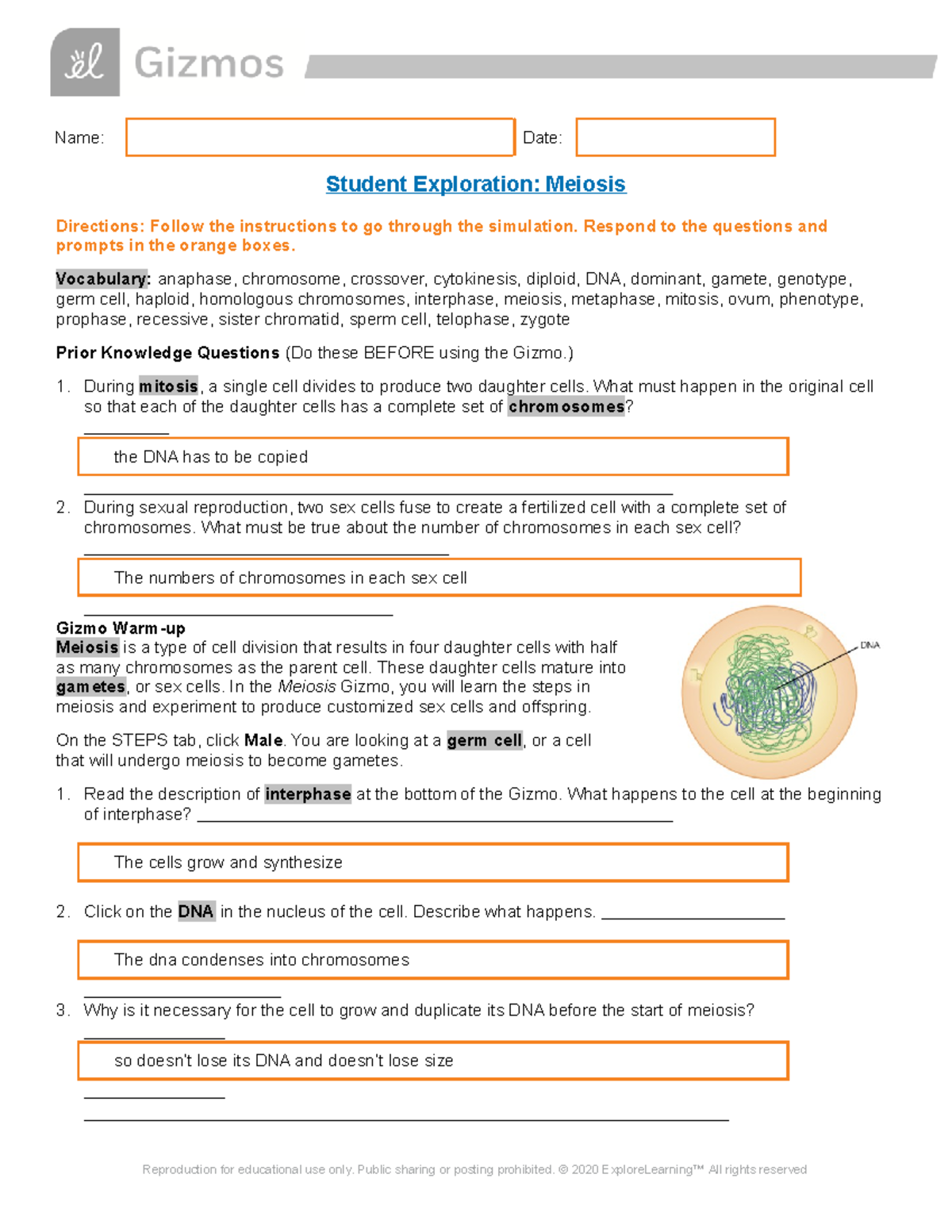 Copy of Riley Lim - Copy of Meiosis SE - Name: Date: Student Exploration: Meiosis Directions ...