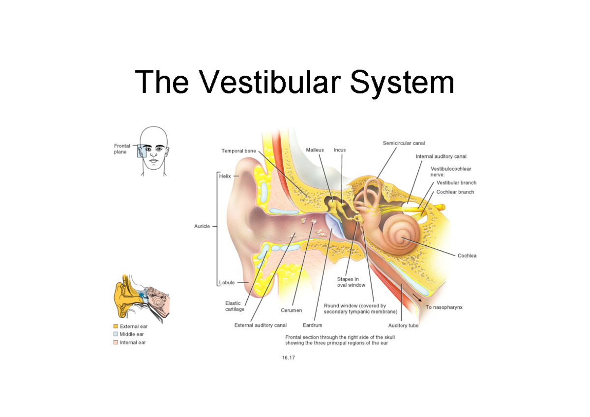 Ophthalmic Anatomy and Physiology - Vestibular System Lecture Notes ...