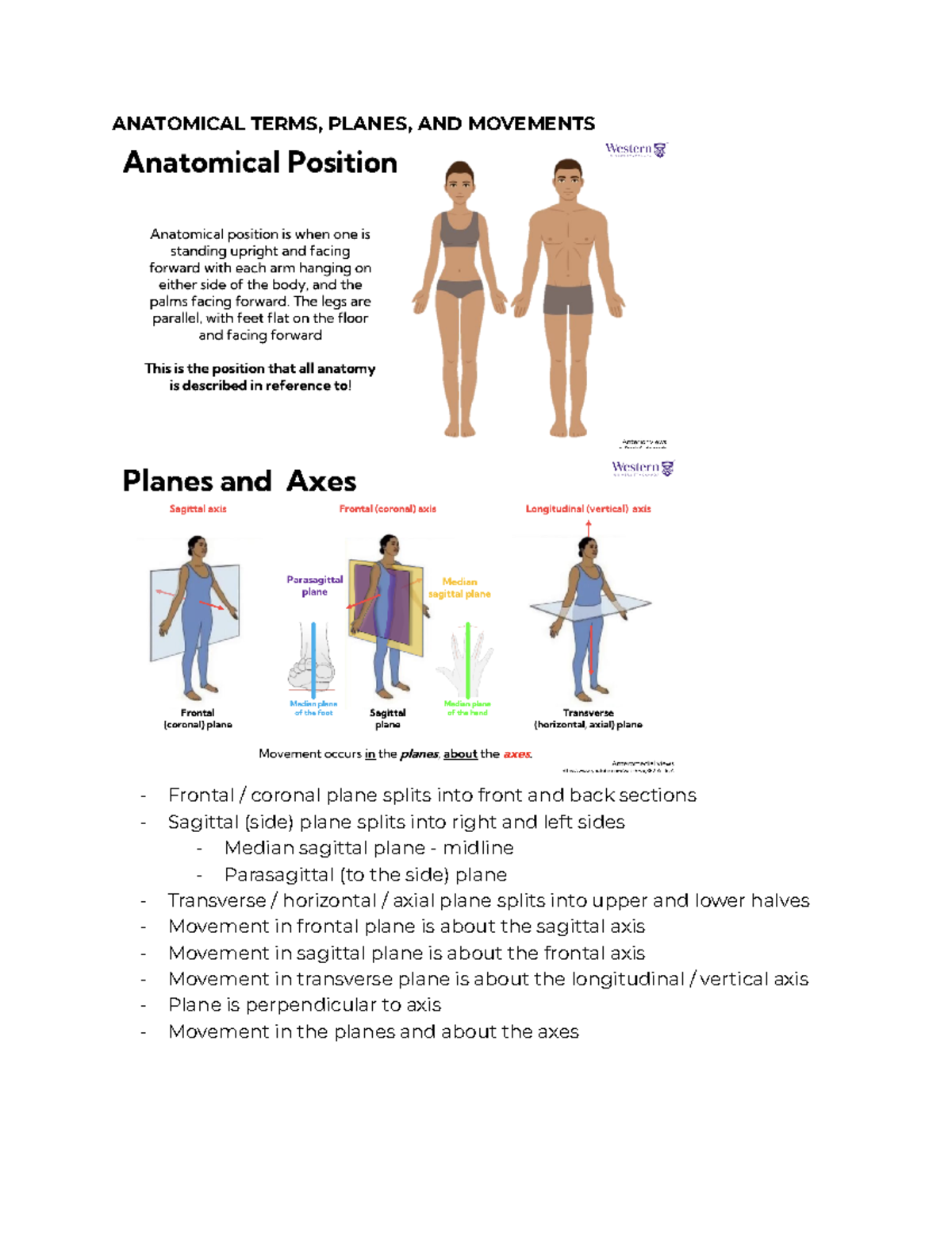 Anatomy+week+1 - week 1 notes anatomy - ANATOMICAL TERMS, PLANES, AND ...