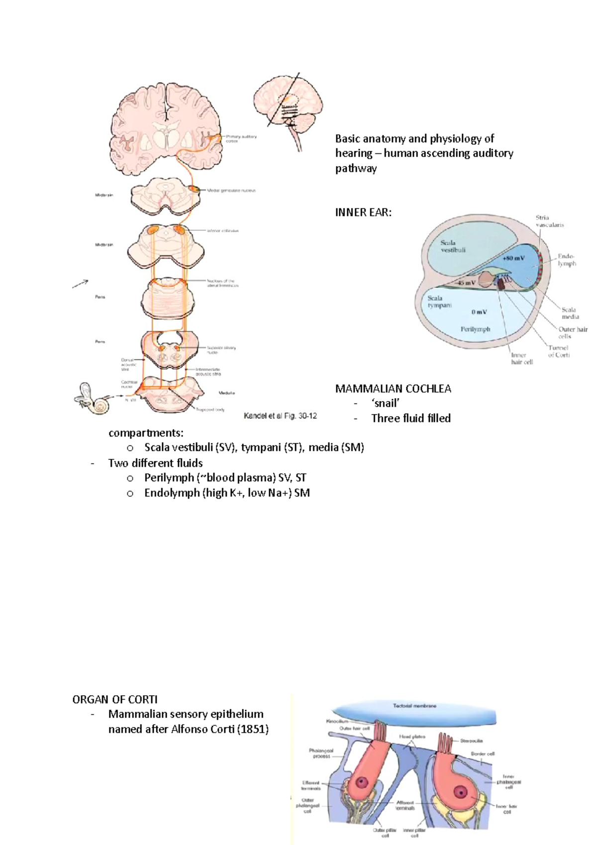 hearing structures - Basic anatomy and physiology of hearing – human ...