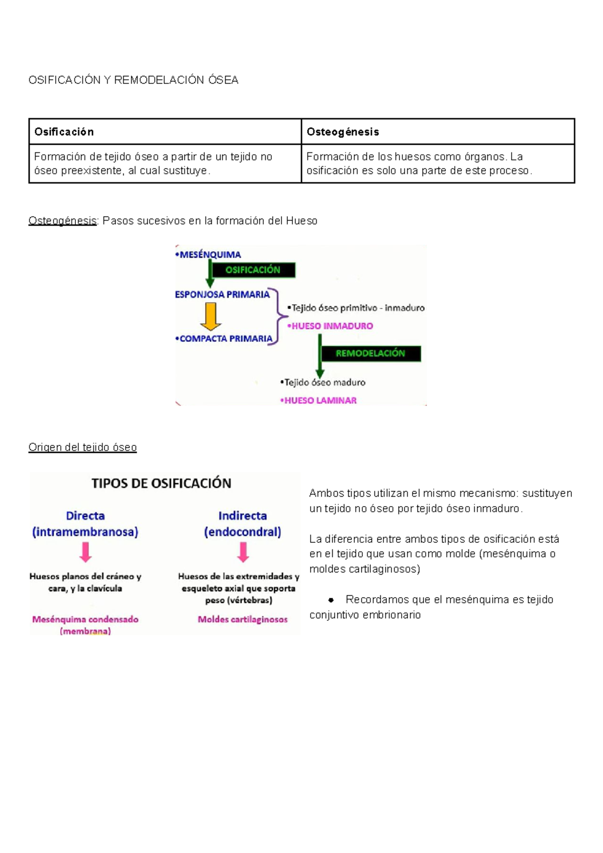 Osificación y remodelación ósea - OSIFICACIÓN Y REMODELACIÓN ÓSEA ...