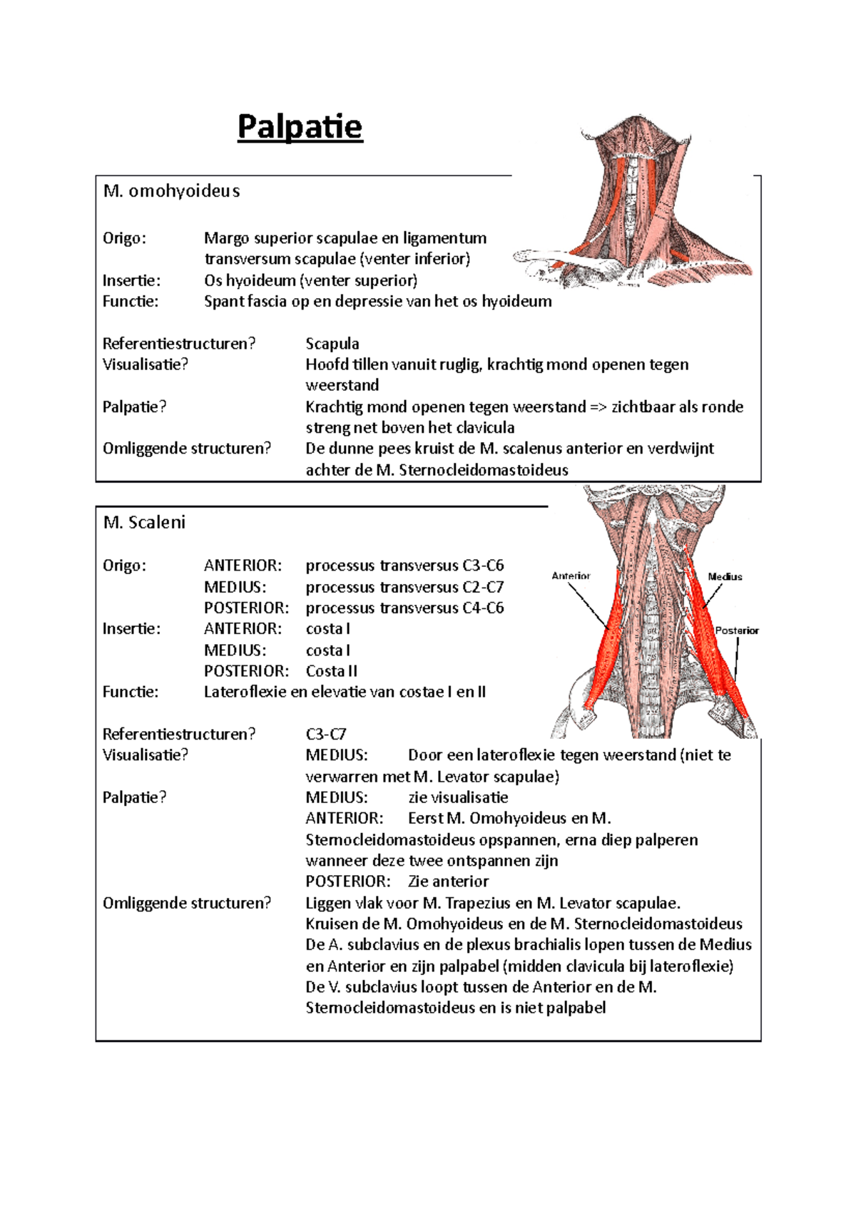 Samenvatting Palpatie 1 anatomie 1 - Palpatie M. omohyoideus Origo ...
