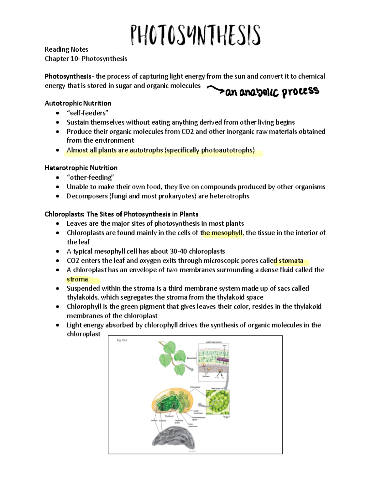 Photosynthesis Study Guide - Deprecated API usage: The SVG back-end is ...