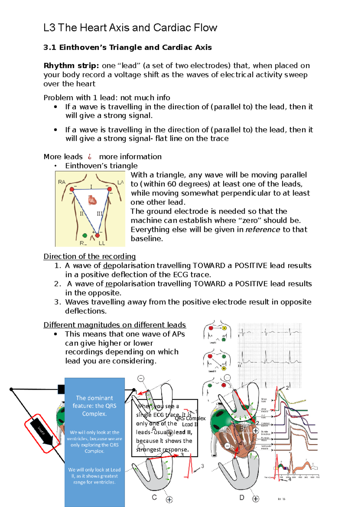 L3 The Heart Axis and Cardiac Flow - 3 Einthoven’s Triangle and Cardiac ...