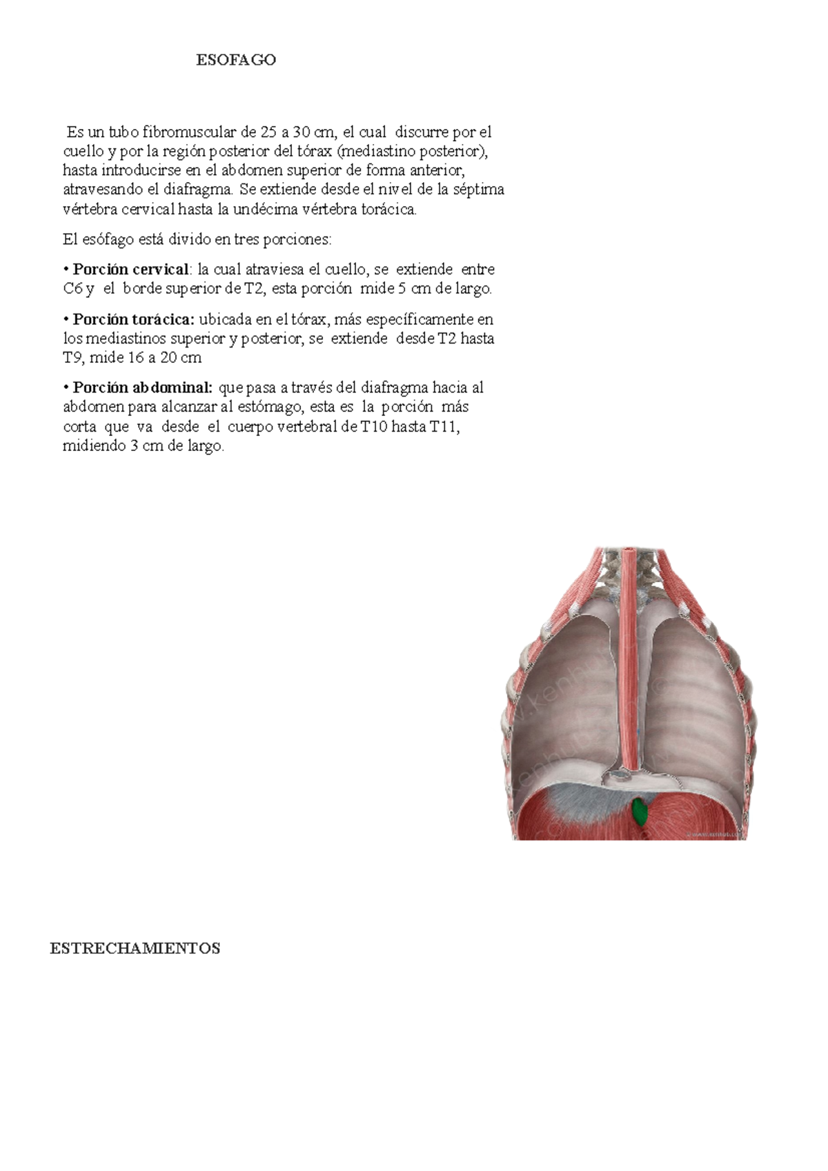 Esófagoooooooooo - Anatomía - Studocu