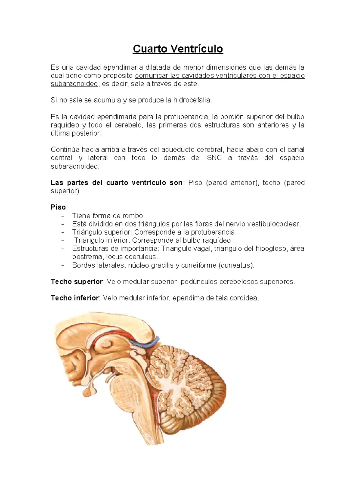 Cuarto ventrículo y diencefalo - Cuarto Ventrículo Es una cavidad ...