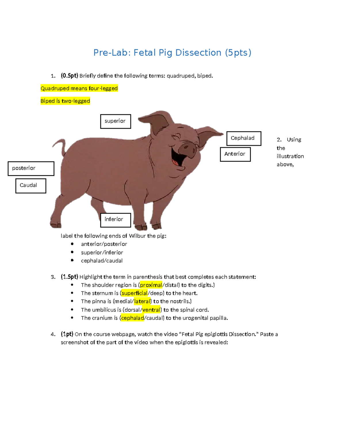 Pre-Lab- Fetal Pig Dissection - Quadruped means four-legged Biped is ...