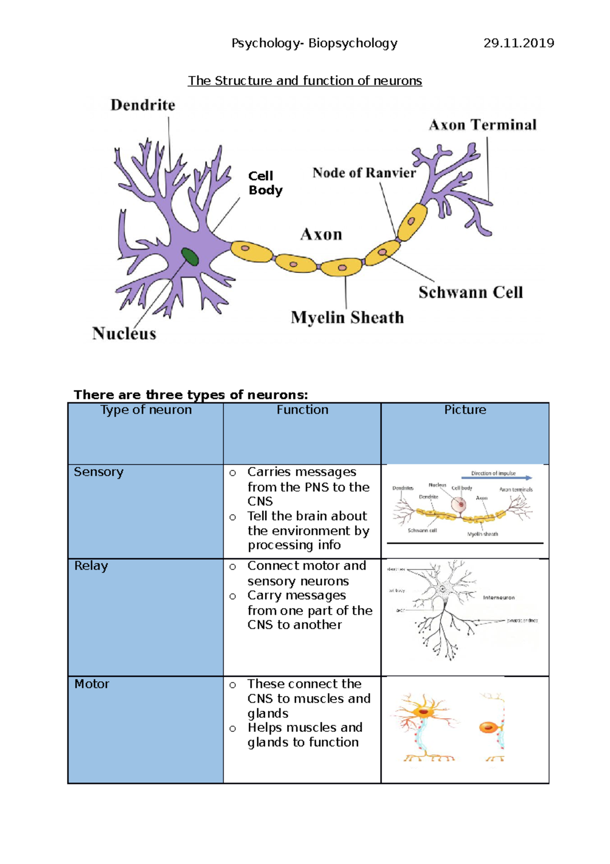 The Structure and function of neurons - Psychology- Biopsychology 29 ...