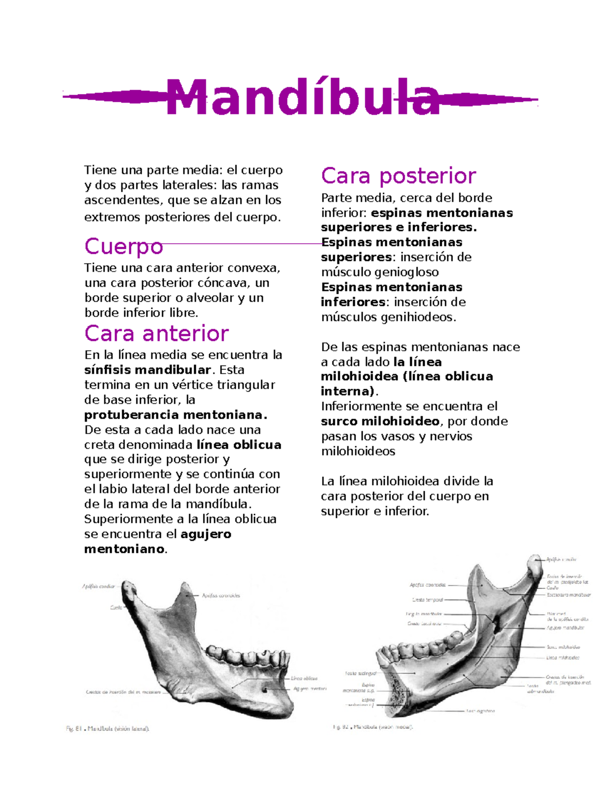 Mandíbula, generalidades de cara y cavidades - Mandíbula Tiene una ...