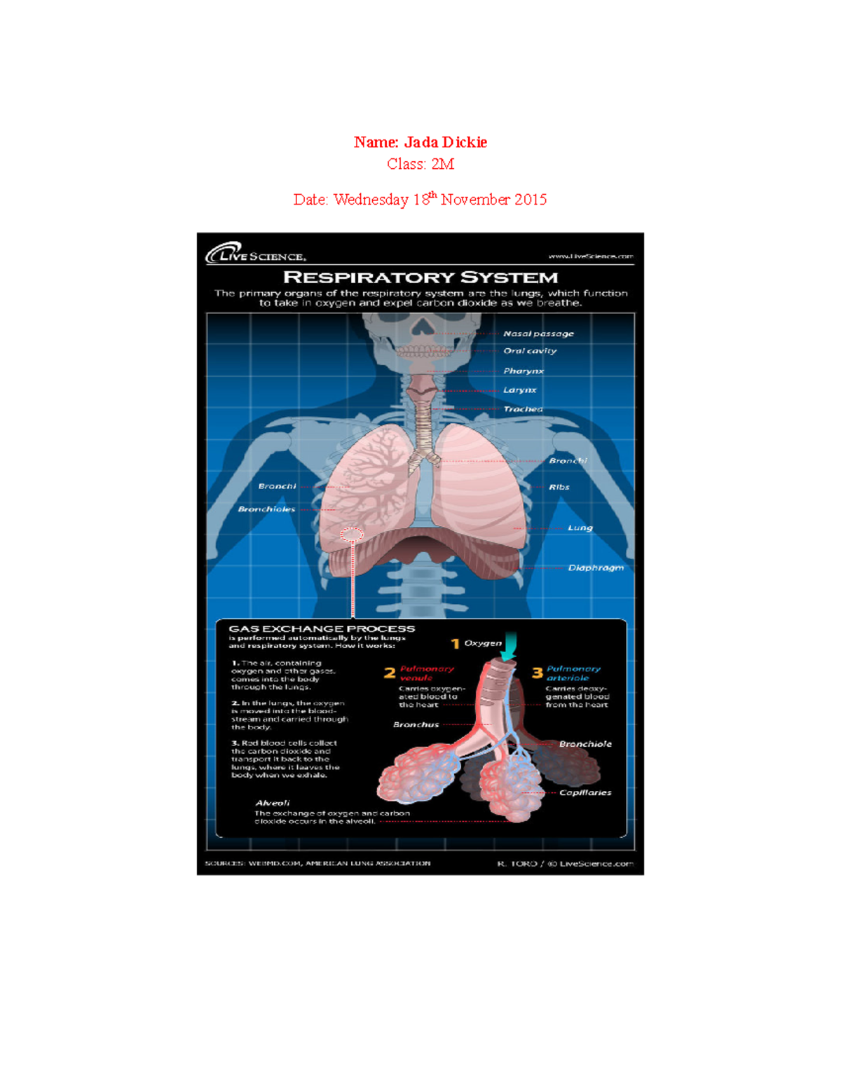 PE The Human Respiratory System - Name: Jada Dickie Class: 2M Date ...