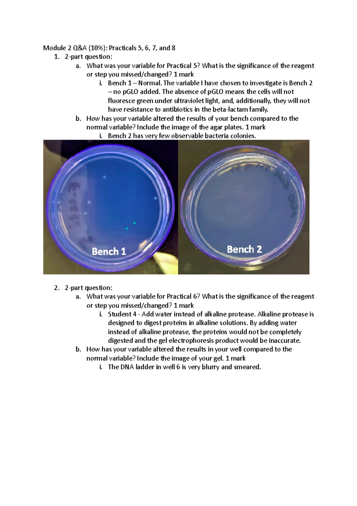 Module 2 Questions - Molecular Biology - Module 2 Q&A (10%): Practicals ...