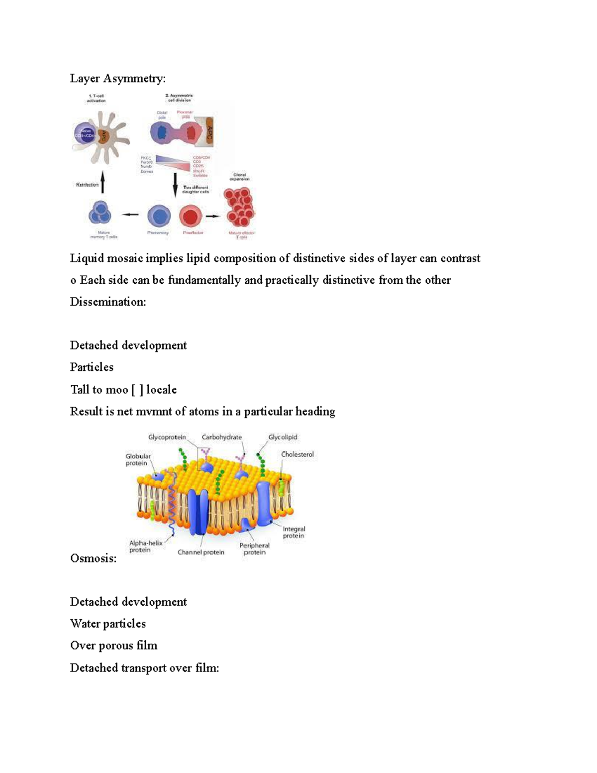 Liquid cells - Layer Asymmetry: Liquid mosaic implies lipid composition ...