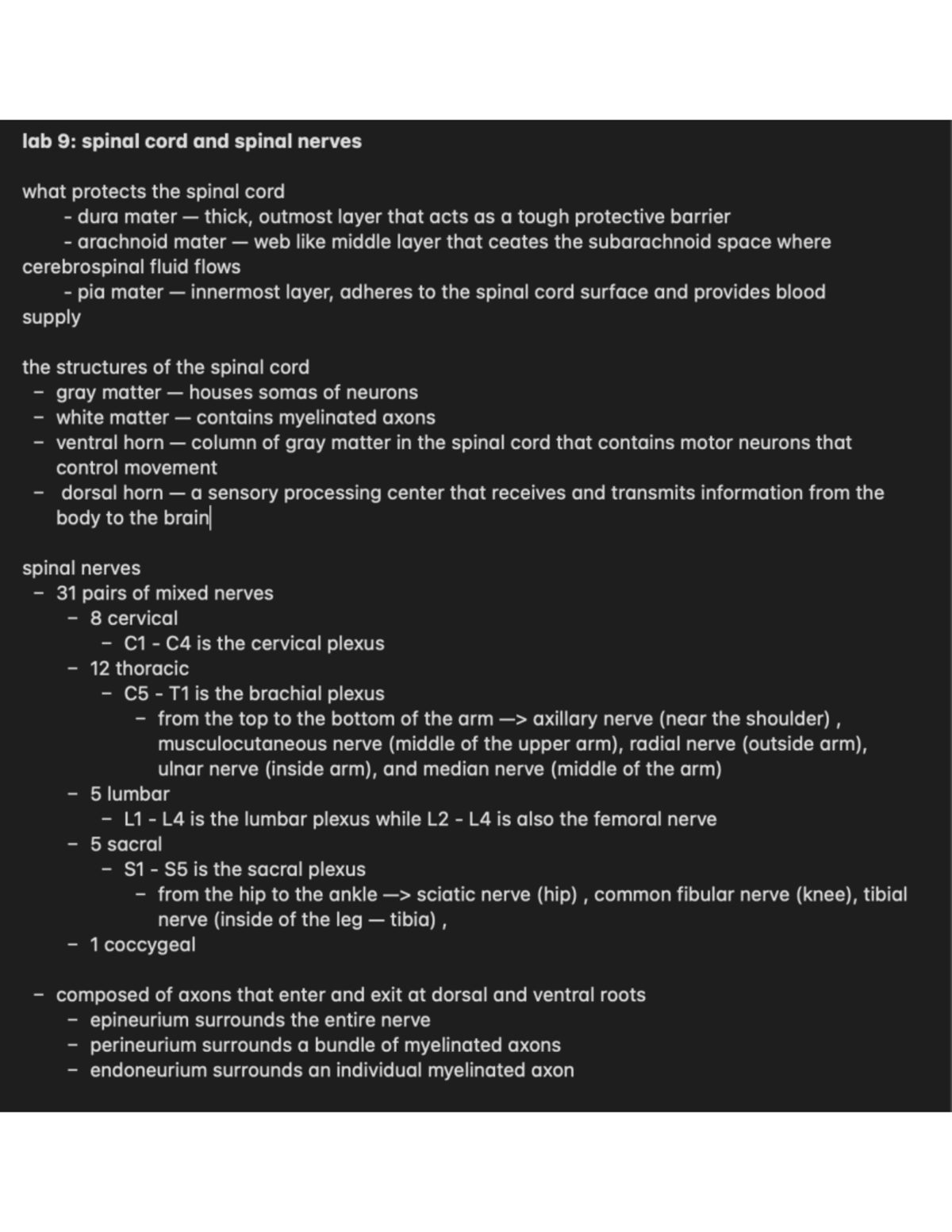 Lab 9 notes - lab 9: spinal cord and spinal nerves what protects the ...