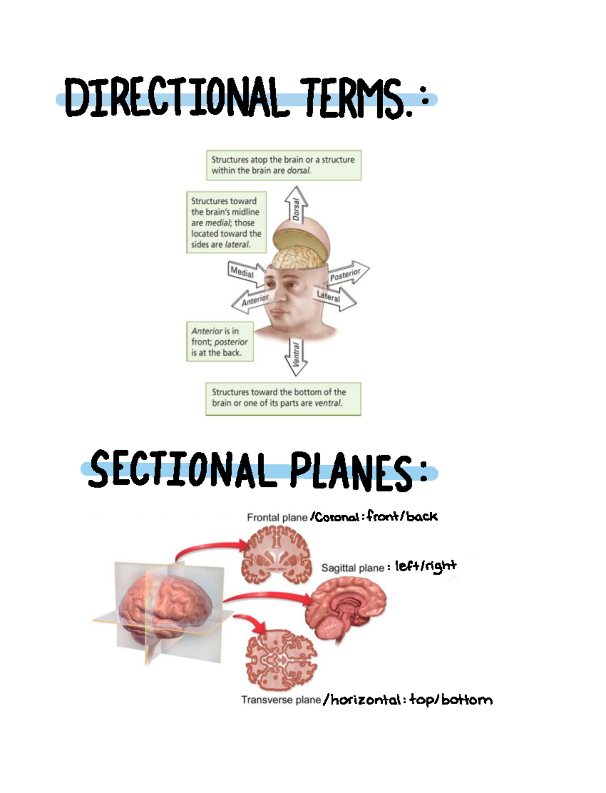 Neuroanatomy basics - OUTER LAYER FOREBRAIN familiar wrinkled tissue ...