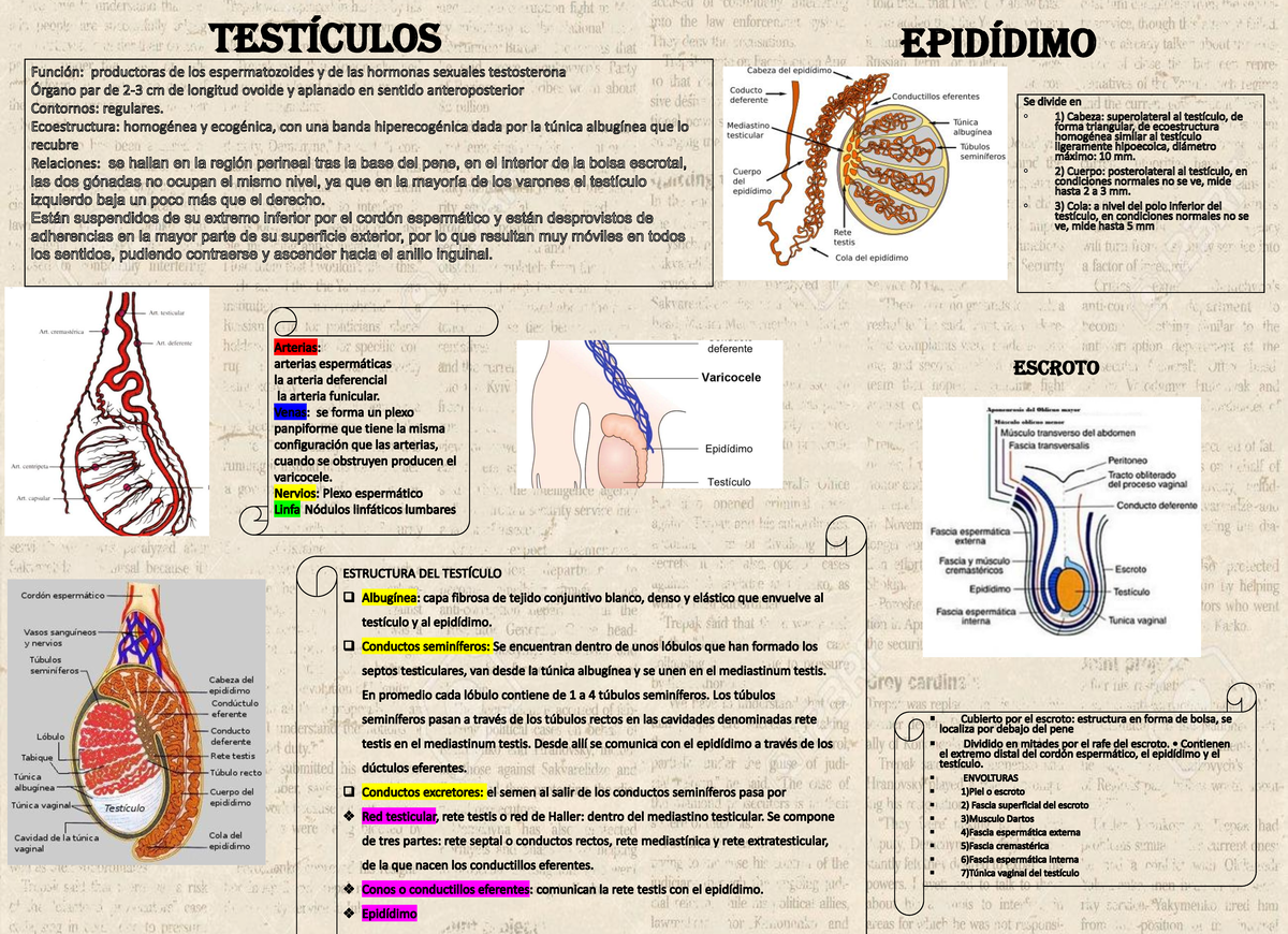 Genital masculino y femenino - Warning: TT: undefined function: 32 Warning: TT: undefined ...