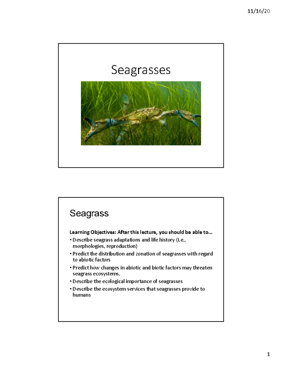 File (17) - Very good - Seagrasses Learning Objectives: After this ...