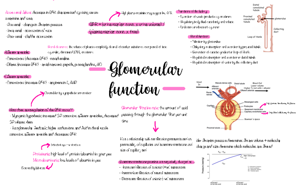 1 Glomerular Function - Notes - Glomerular function Functions of the ...