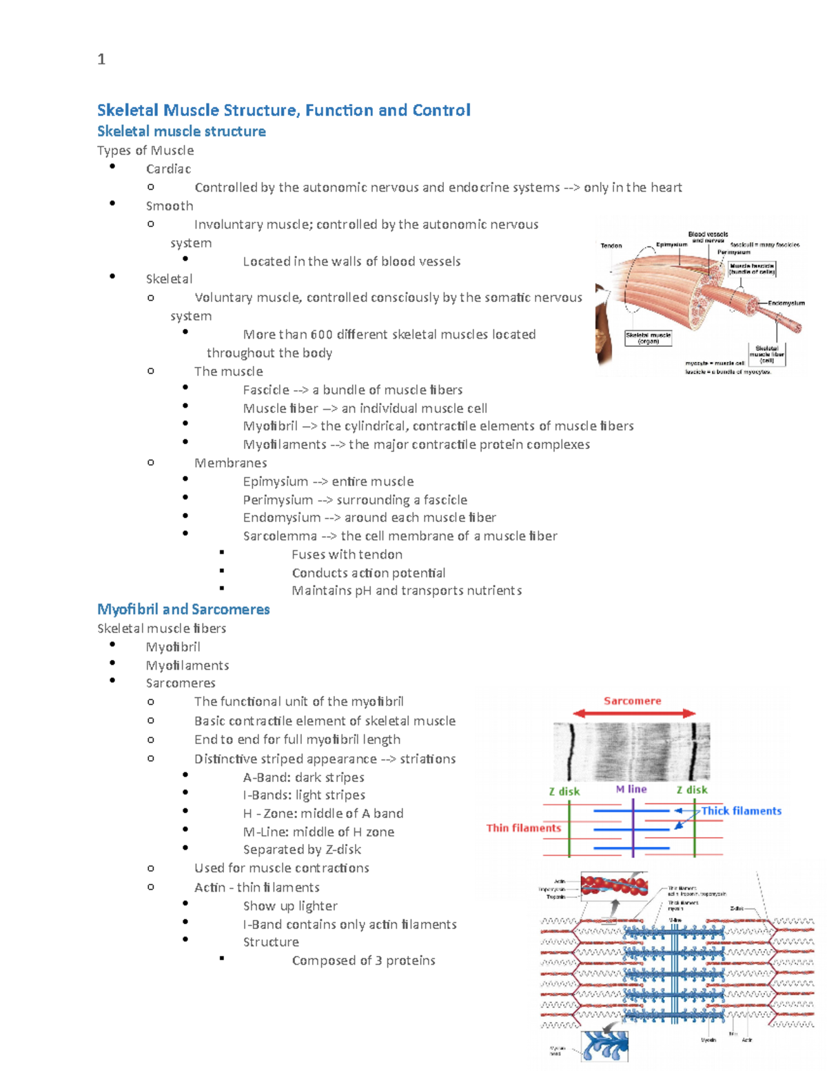 New material final exam - Skeletal Muscle Structure, Function and ...