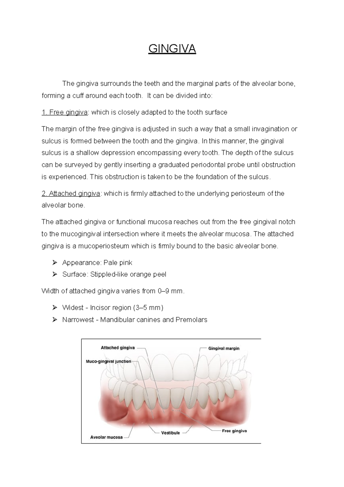 Types of Gingiva & Epithelium - GINGIVA The gingiva surrounds the teeth ...