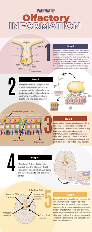 Chemical Control of Behavior Guided Reading - Chemical Control of ...