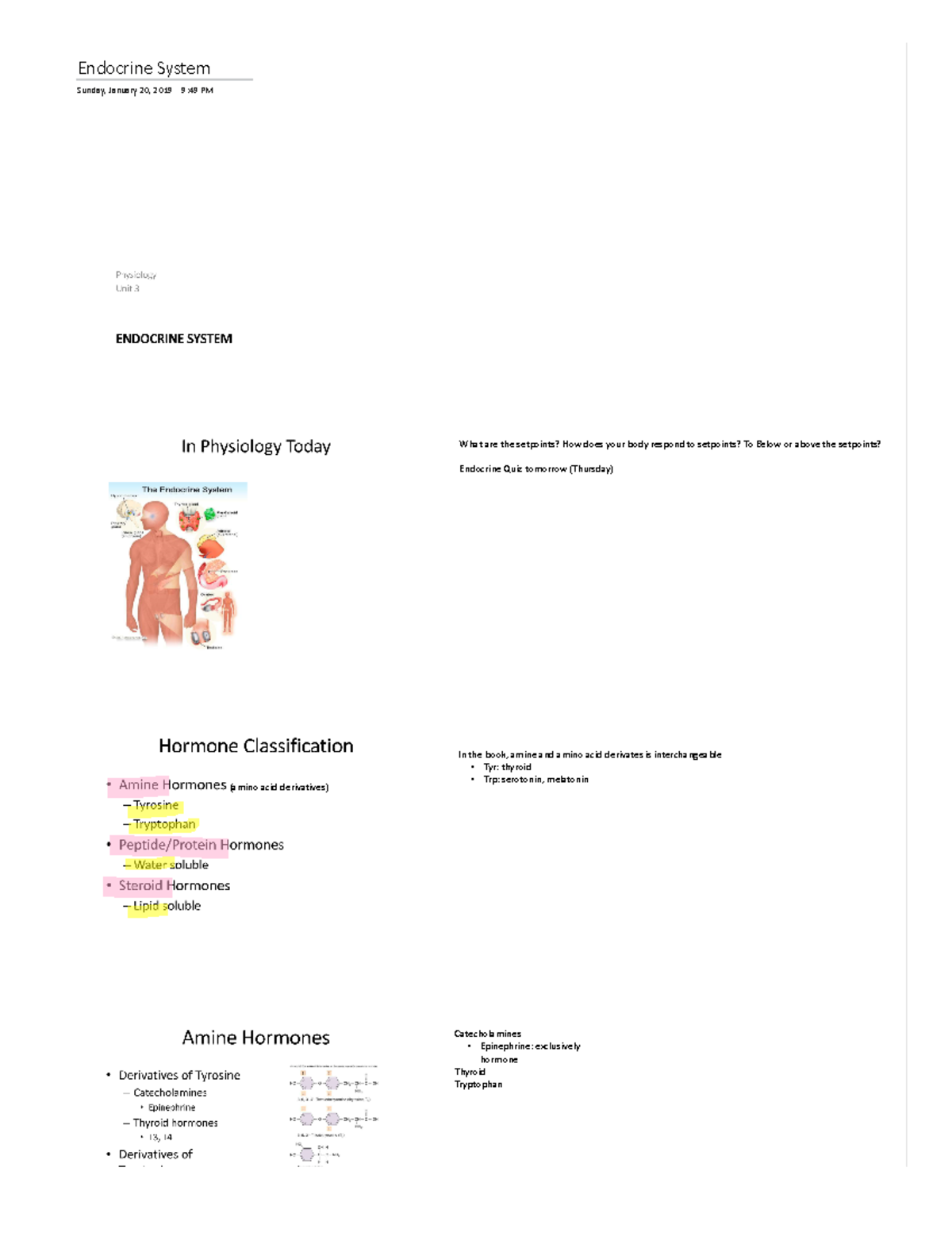 Endocrine system - lecture notes for anatomy - EŶdocriŶe Systeŵ SuŶdaLJ ...