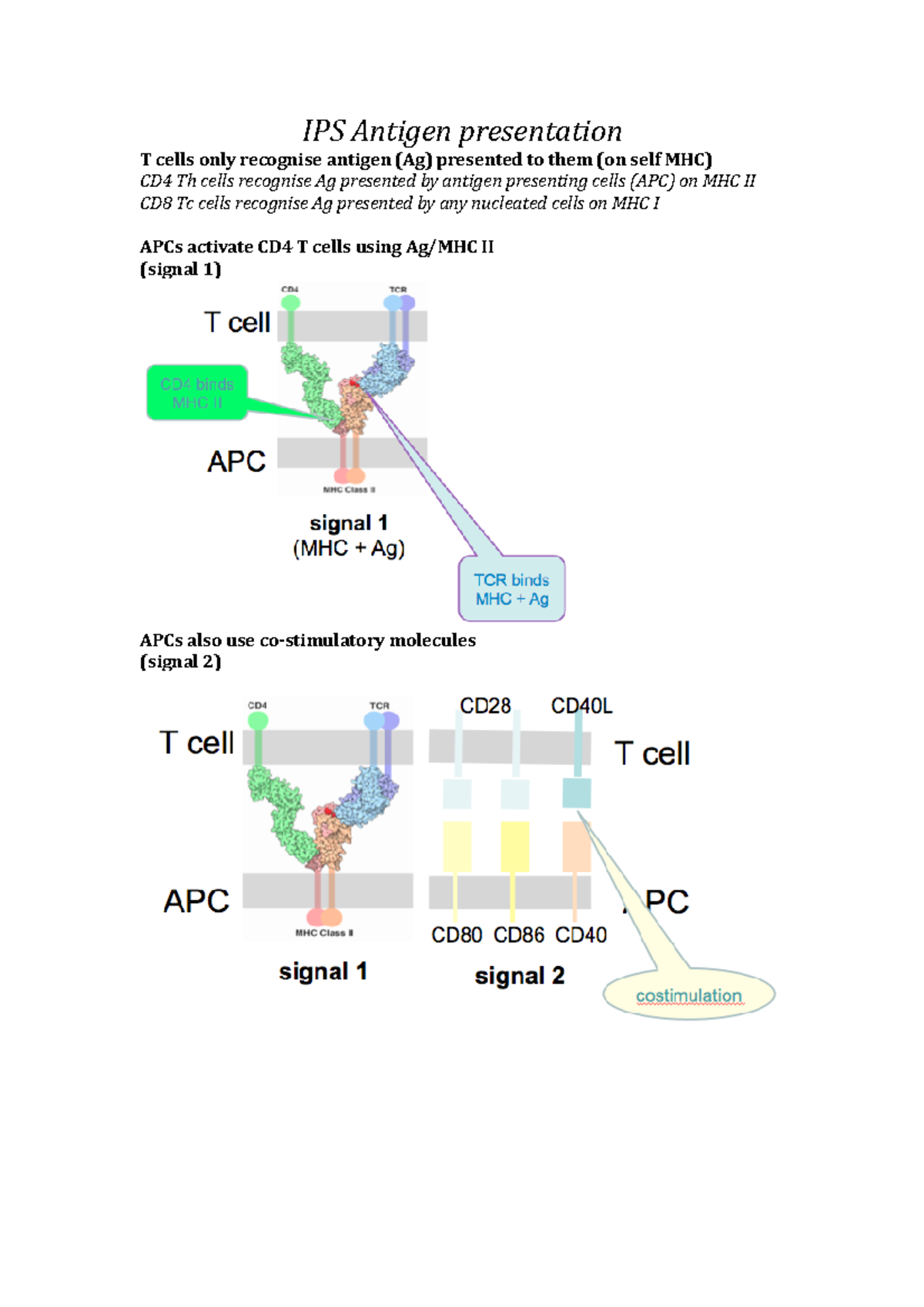 IPS Antigen presentation - MHC II on antigen presenting cells) Note ...