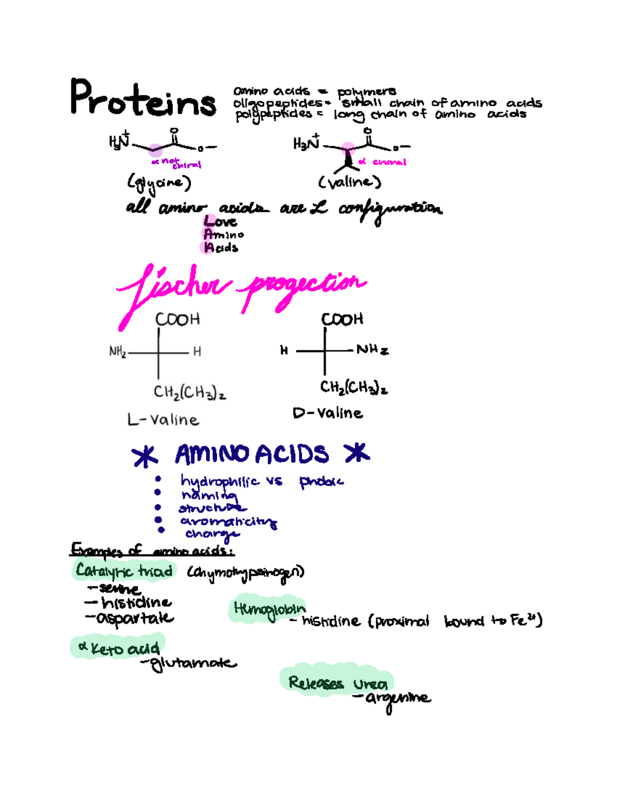 Bio Chem Notes - Proteins 9oningompaepTidase PostdInerschain of amino ...