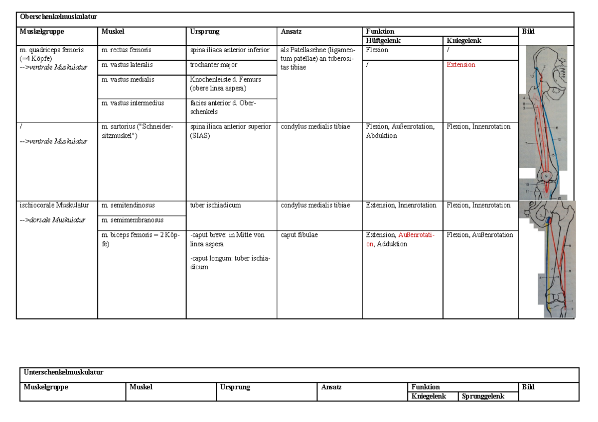 Muskeln Zusammenfassungen - Unterschenkelmuskulatur Muskelgruppe Muskel ...
