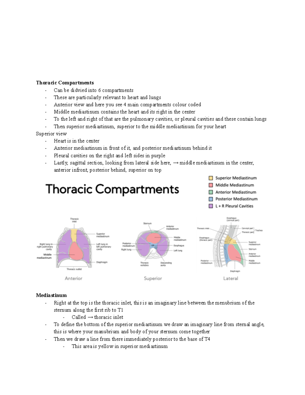 Anatomy Mediastinum - class notes - Thoracic Compartments - Can be ...