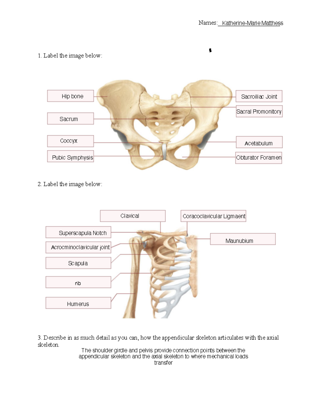 Appendicular Skeleton Worksheet - Names:____________________ Label the ...