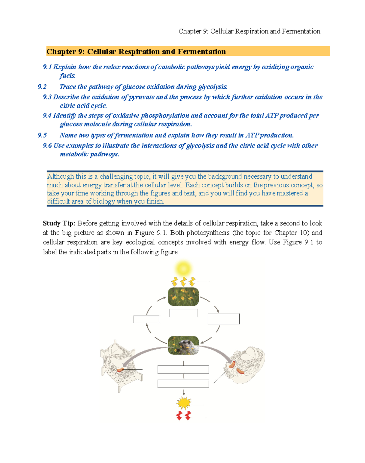 ARN 09 Part 2 Short - Bio homework - Chapter 9: Cellular Respiration ...