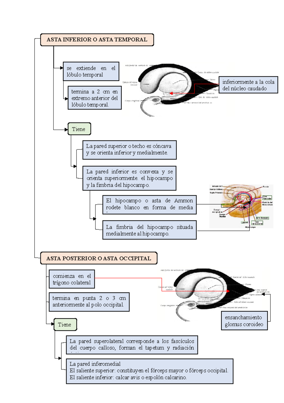 ASTA Temporal Y Occipital - inferiormente a la cola del núcleo caudado ...