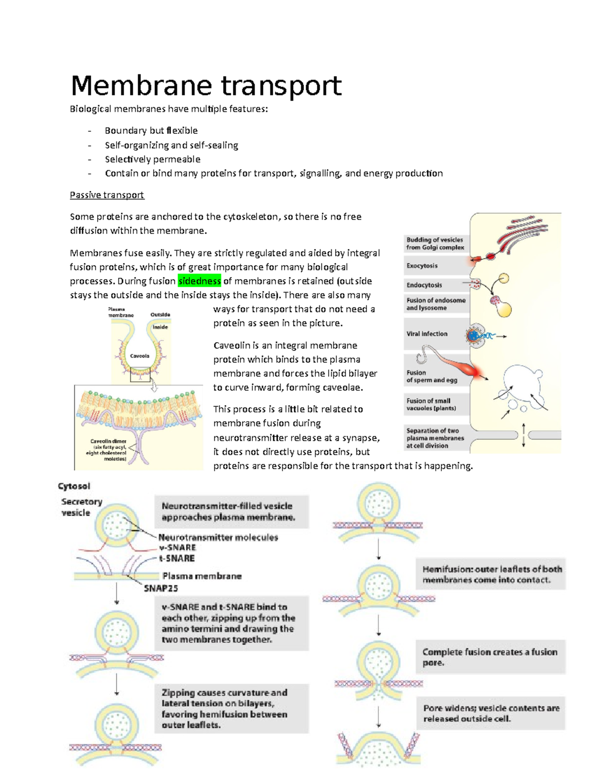 Biochemistry - membrane transport - Membrane transport Biological ...