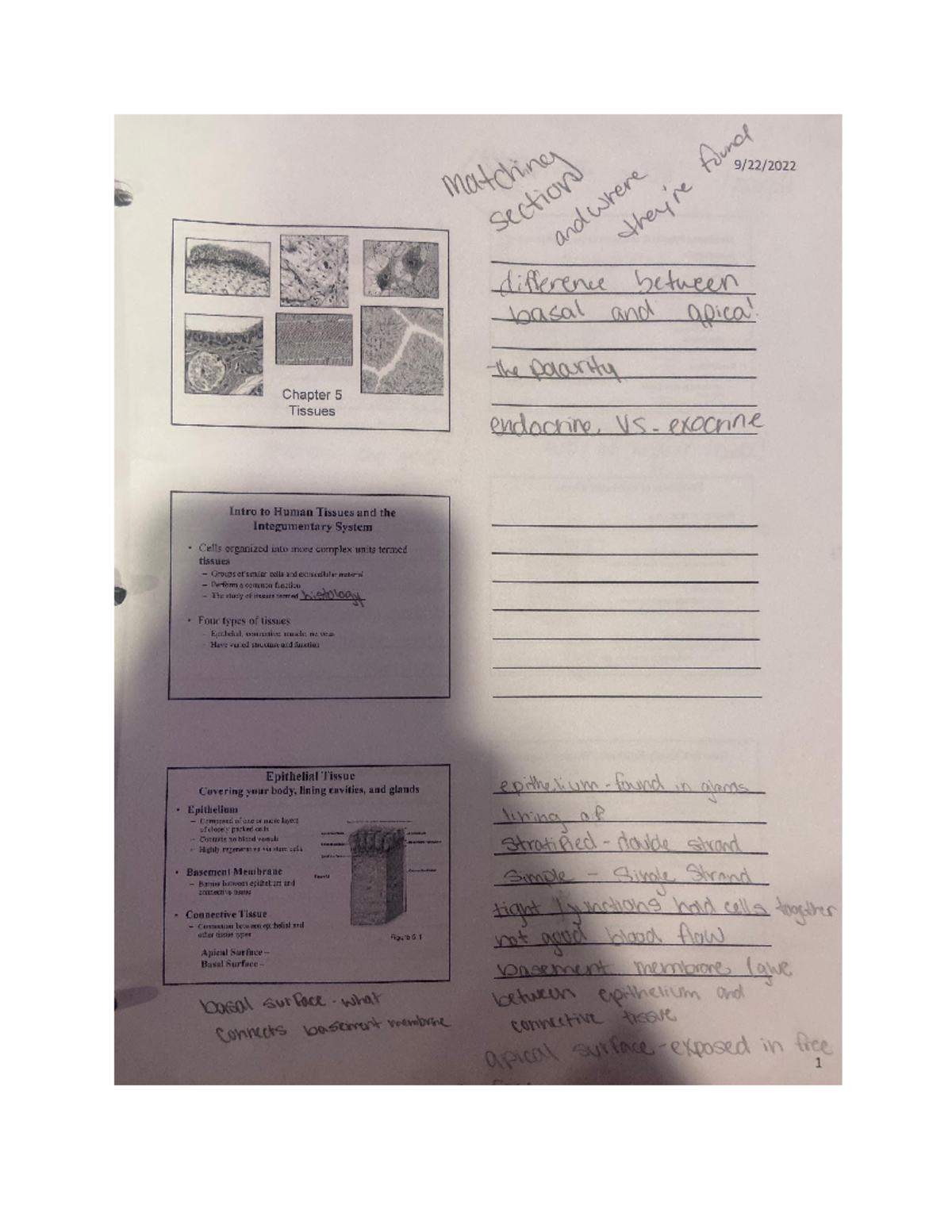Bio 115 lecture 5 - Tissues - BIO115 - Studocu