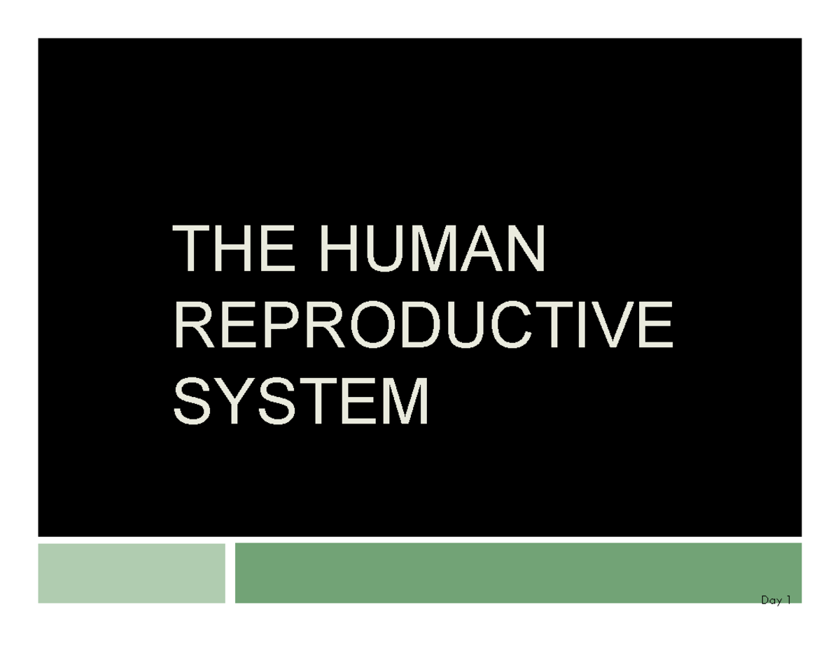 Human reproductive system - THE HUMAN REPRODUCTIVE REPRODUCTIVE SYSTEM ...