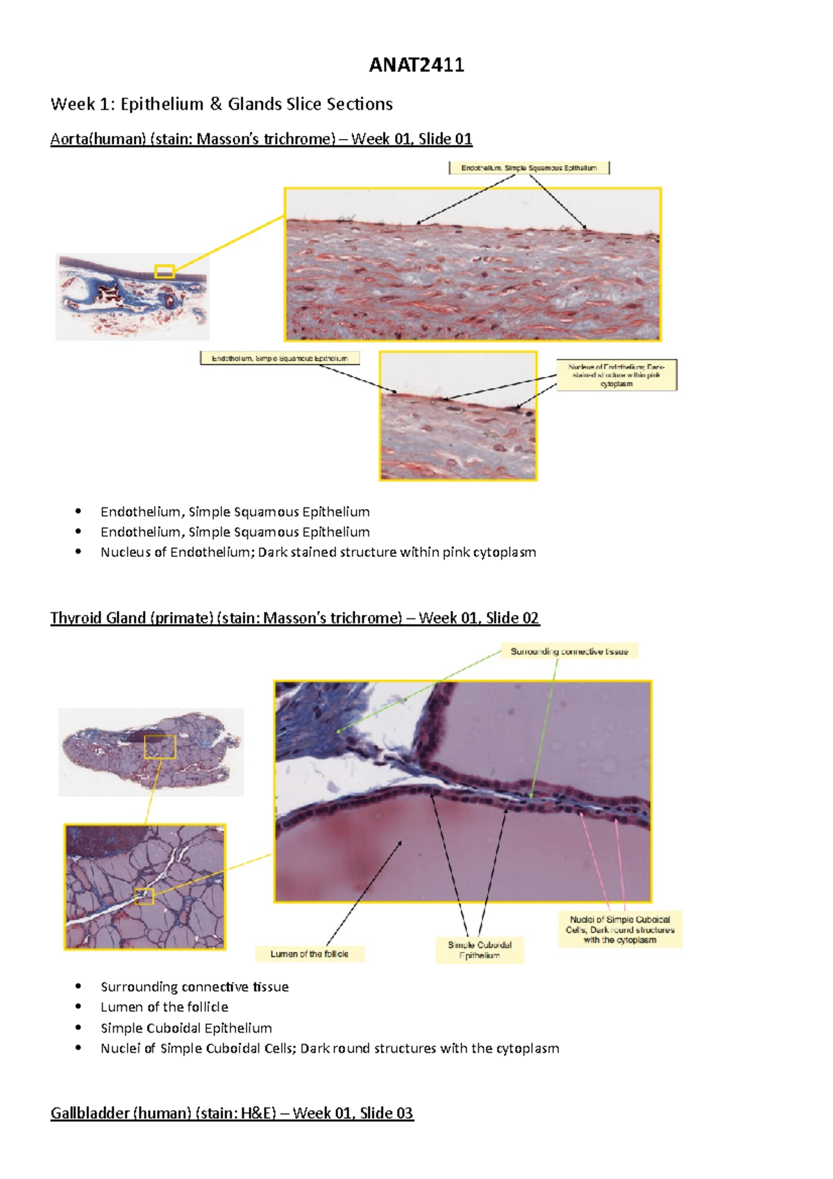 ANAT2241 Annoted Slides - ANAT Week 1: Epithelium & Glands Slice ...