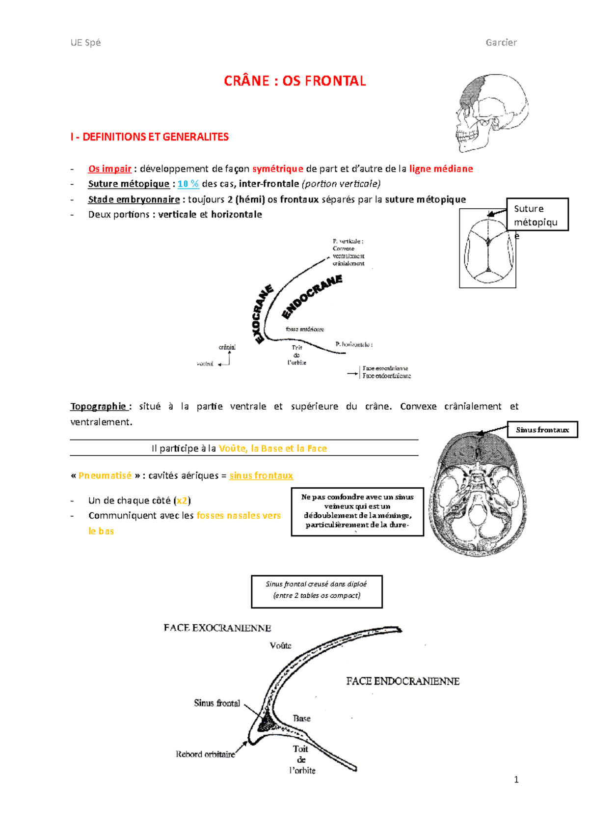 ANATOMIE DU CRÂNE : L'OS FRONTAL - CRÂNE : OS FRONTAL I - DEFINITIONS ...