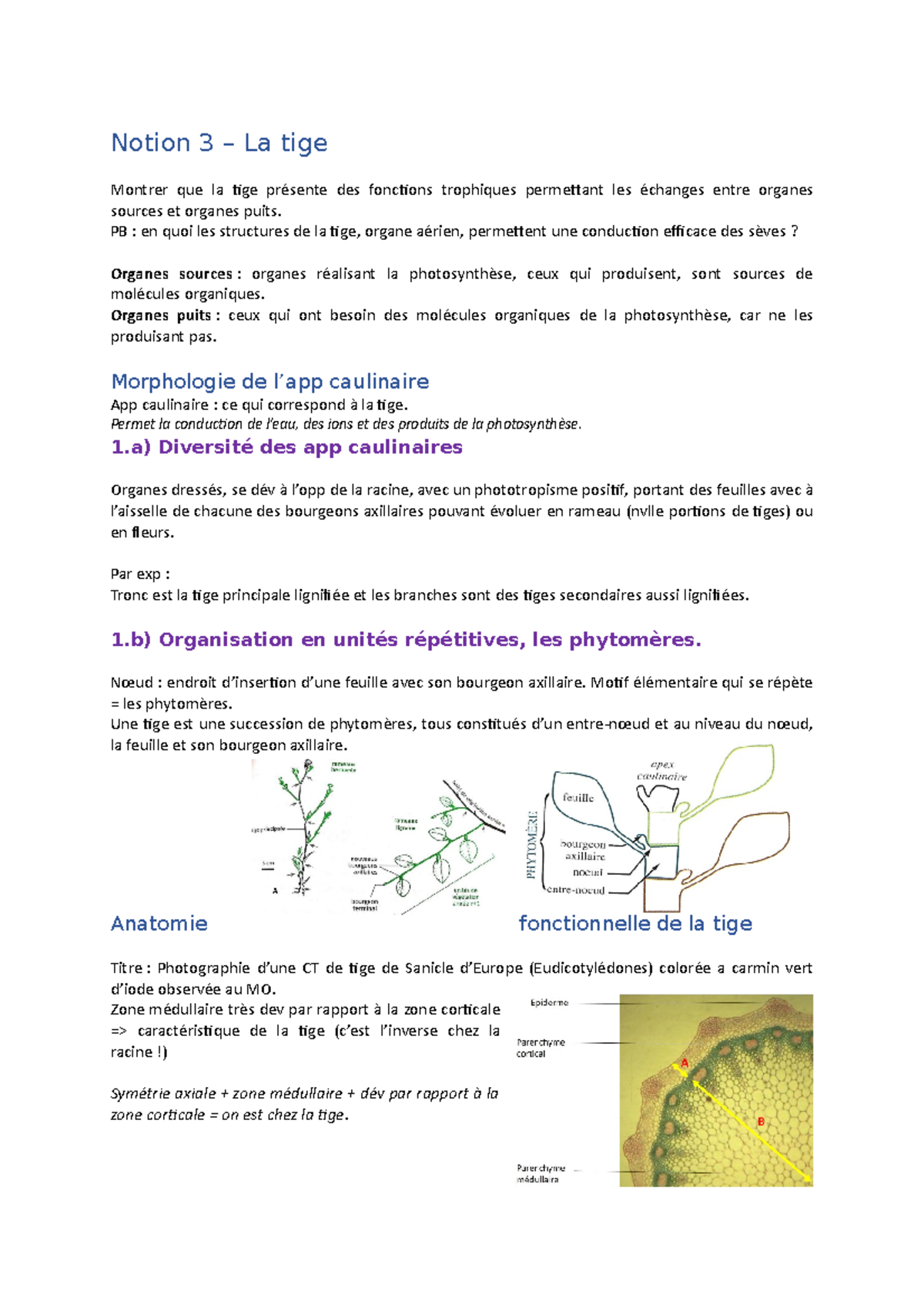 3 - La tige - S3 NOTION 3 TIGE - Notion 3 – La tige Montrer que la tige ...