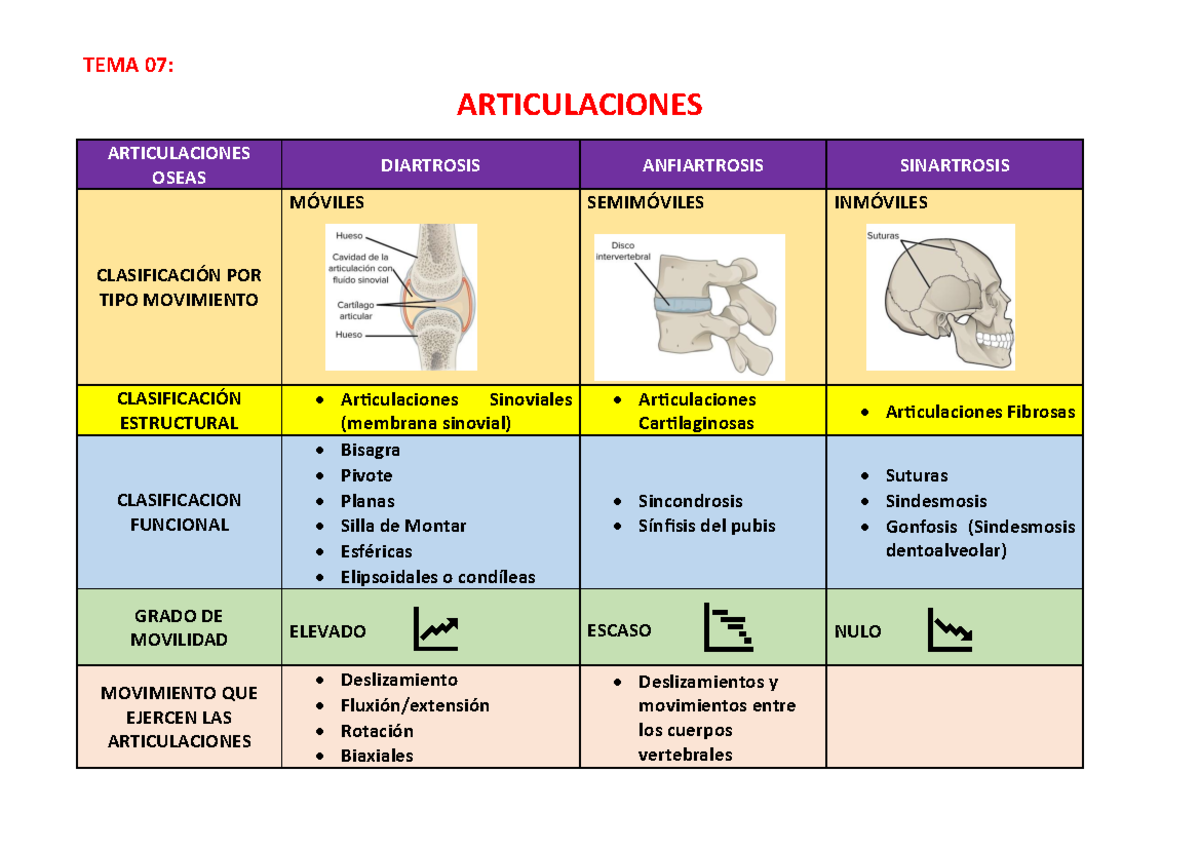 TEMA 7 - Articulaciones - ARTICULACIONES ARTICULACIONES OSEAS ...