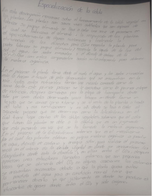 Pulpo Y Pulpec - protocolo de tratamientos pulpares - UNIVERSIDAD ...