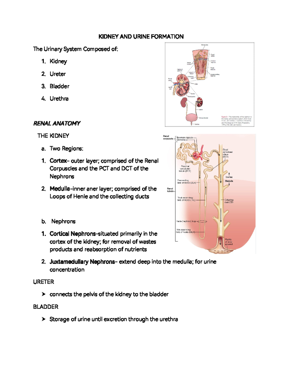 Kidney AND URIN-WPS Office - KIDNEY AND URINE FORMATION The Urinary ...