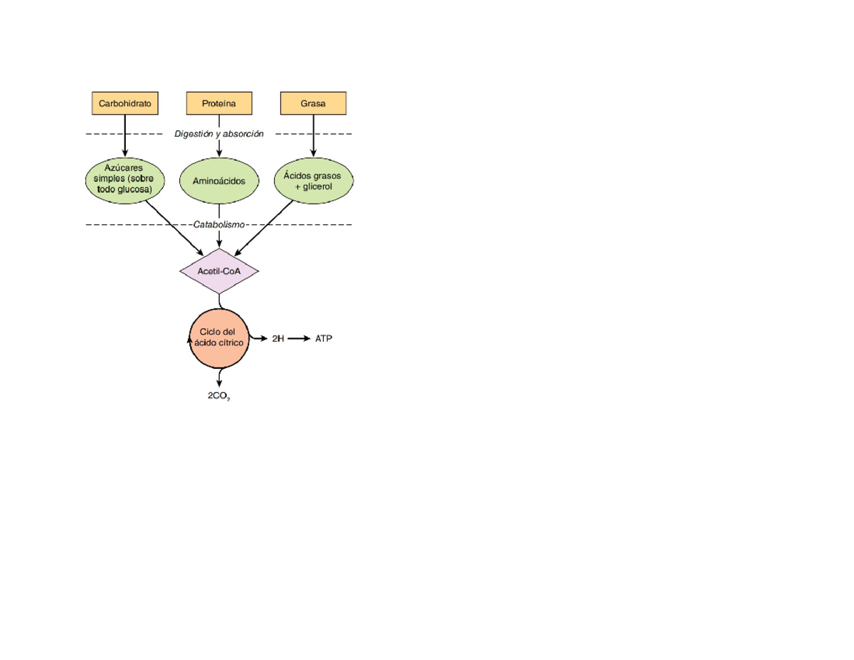 Imagen del Ganong - Fundamentos de Bioquímica y Microbiología - Studocu